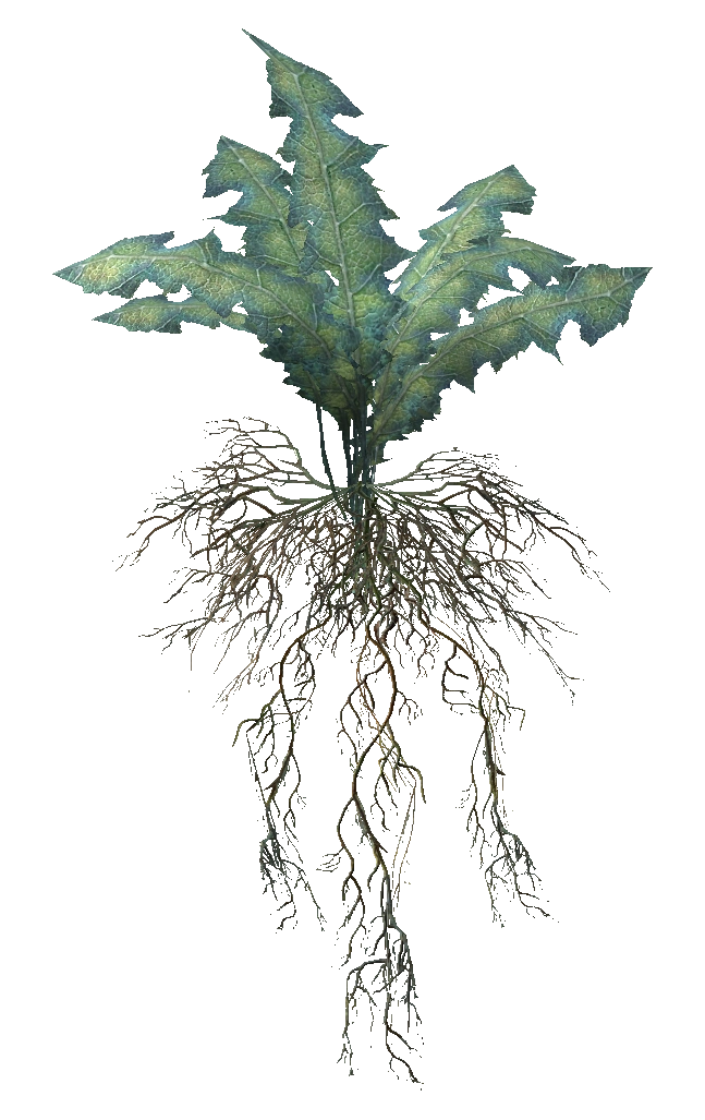 Nirnroot A Tamriel Herbal Art Print Selected Plants Inspired By