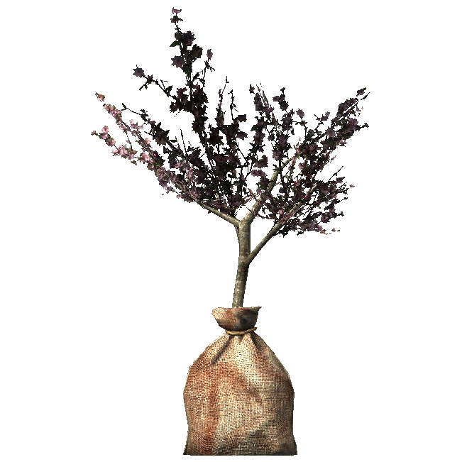 Eldergleam Sapling - Skyrim Wiki