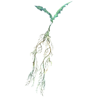 Nirnroot - Skyrim Wiki