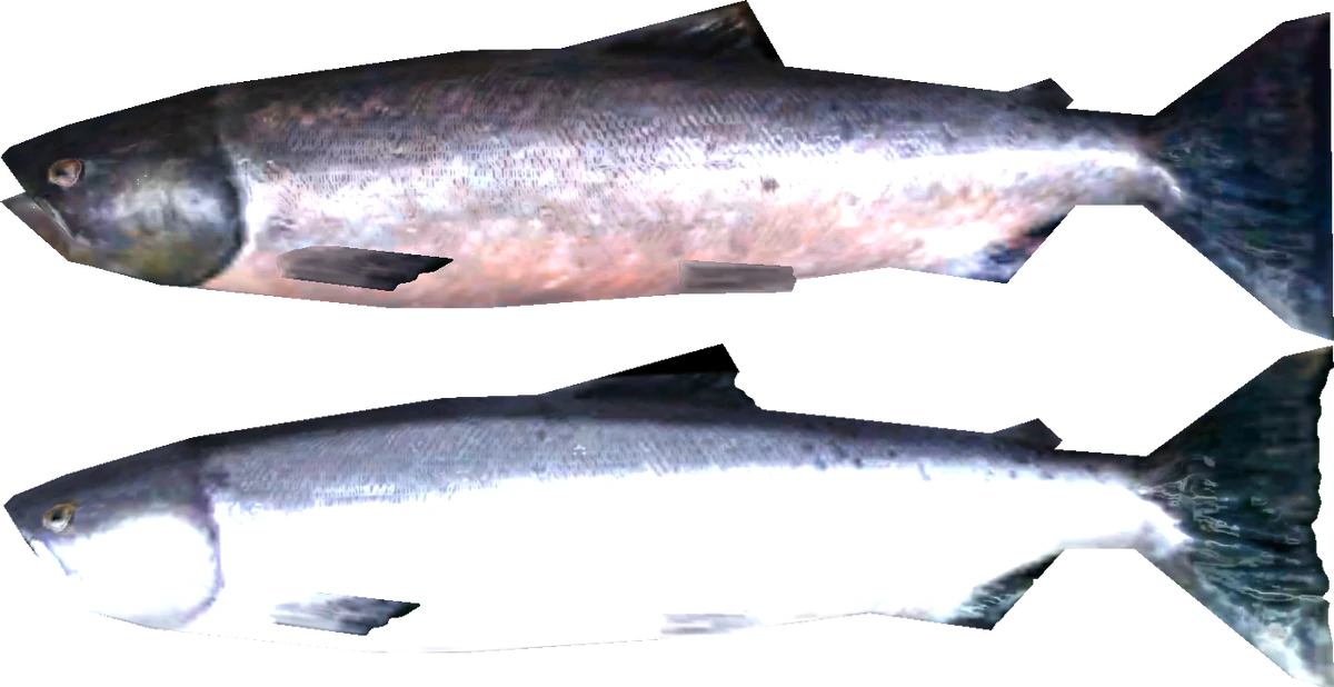 Salmon - Skyrim Wiki
