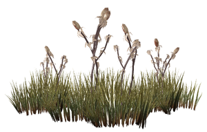 Grass Pod - Skyrim Wiki