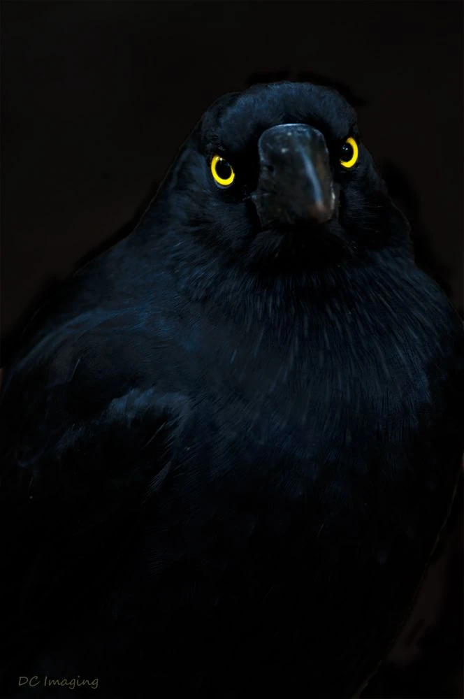 Malik | SkyTalons Wiki | Fandom