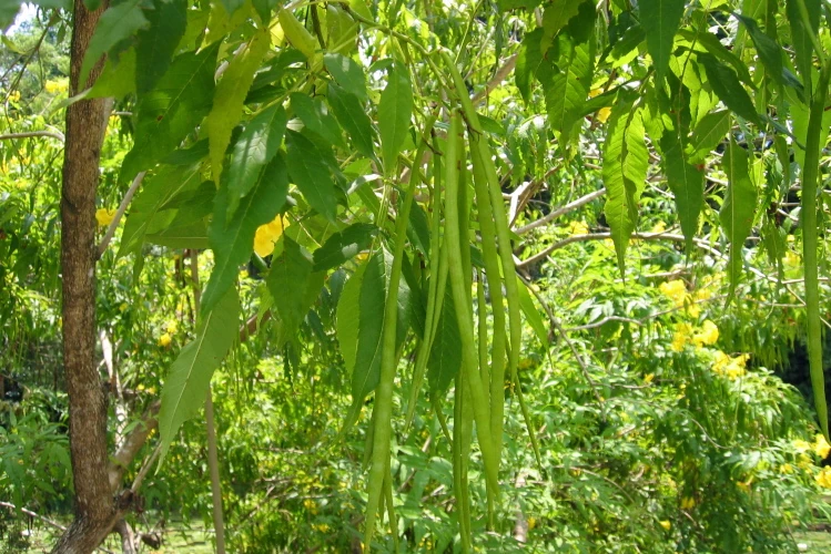 Jeter Trees | Slangiese Wiki | Fandom