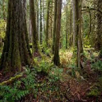 Forest | Slap Battles Tower Defense Wiki | Fandom