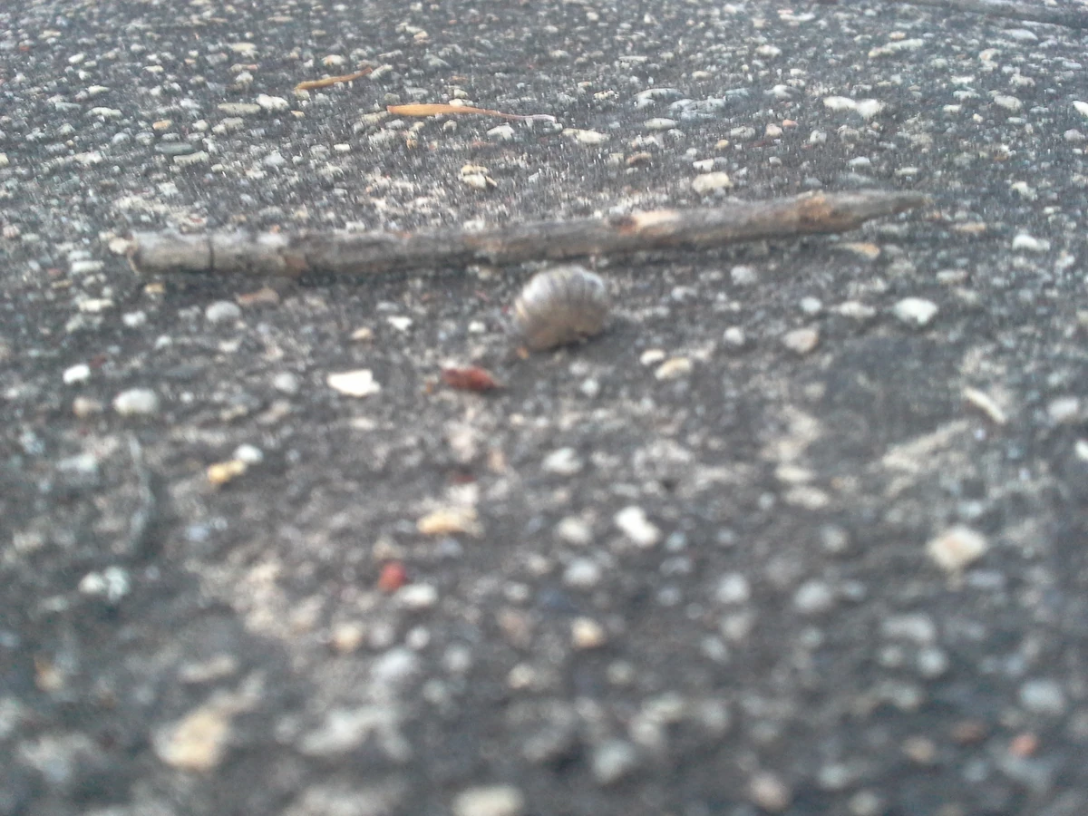 Eastern Striped Slater | Slaterpedia-The Slater Wiki | Fandom