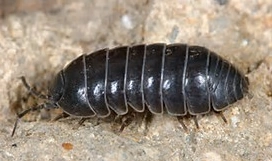 Slater | Slaterpedia-The Slater Wiki | Fandom