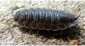 Flatback | Slaterpedia-The Slater Wiki | Fandom