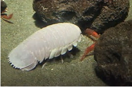 Giant Isopod | Slaterpedia-The Slater Wiki | Fandom