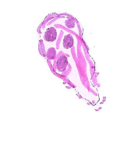 Specter | SlayerseriesAU Wiki | Fandom