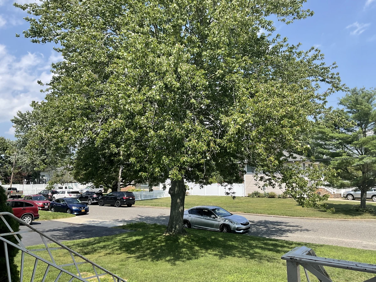 Tree Of Mist. | The Slenderverse Wiki | Fandom