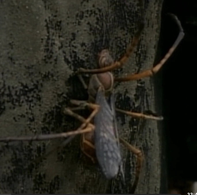 Spiderwasp | Sliders Wiki | Fandom