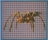 Spiderwasp | Sliders Wiki | Fandom