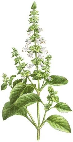 Barpha Fesleğeni | Slinneteria Wikia | Fandom