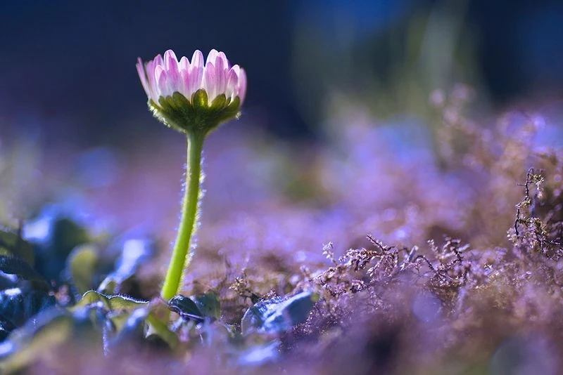 Lissuin | Slinneteria Wikia | Fandom