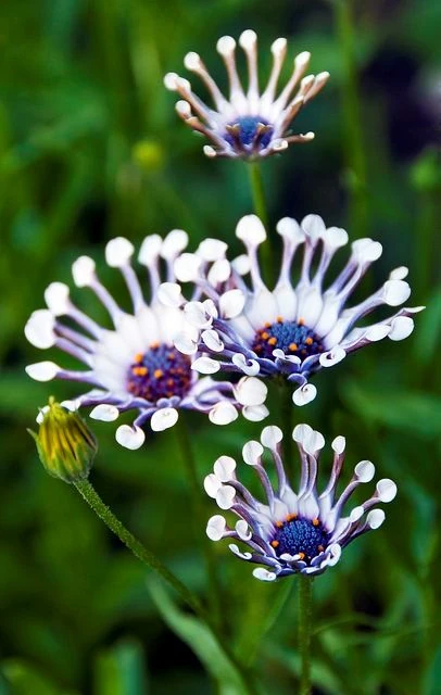 Topaç Çiçeği | Slinneteria Wikia | Fandom