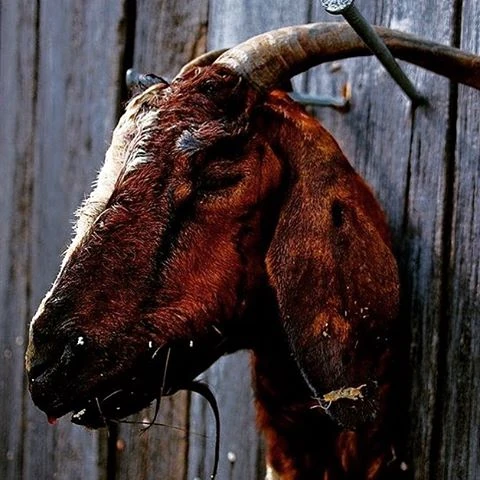 Eeyore the Goat | Slipknot Wiki | Fandom