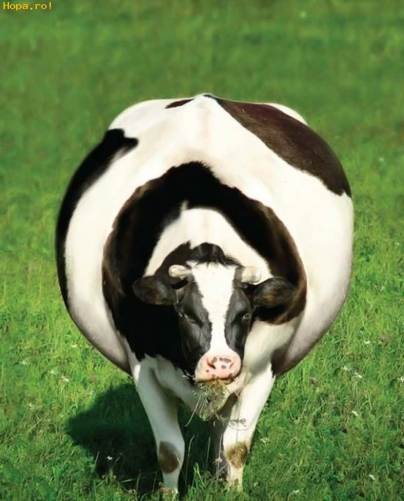 Karlos Fat Monster | SLMS Monsters Wiki | Fandom