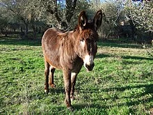 Burro de Miranda | SLOWLY Wiki | Fandom