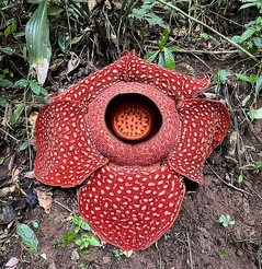 Giant Padma flower | SLOWLY Wiki | Fandom