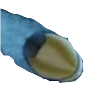 Torpedo Shells | SlugTerra Wiki | Fandom