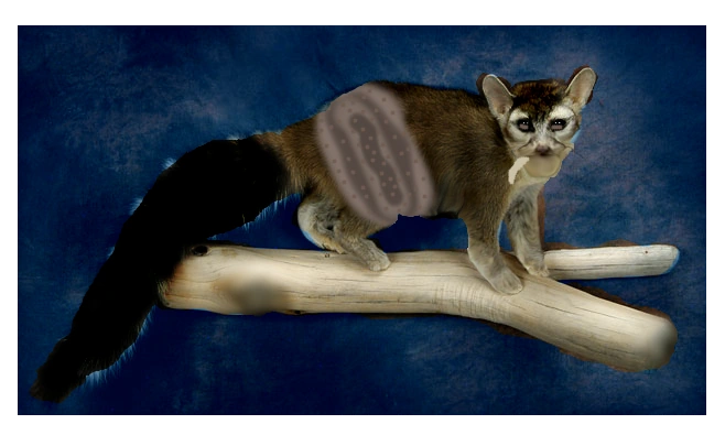 Nogu | Sly Cooper Fan Fiction Wiki | Fandom