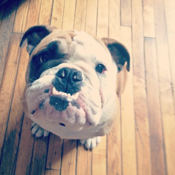 PuppyChef | SlyFoxHound Wiki | Fandom