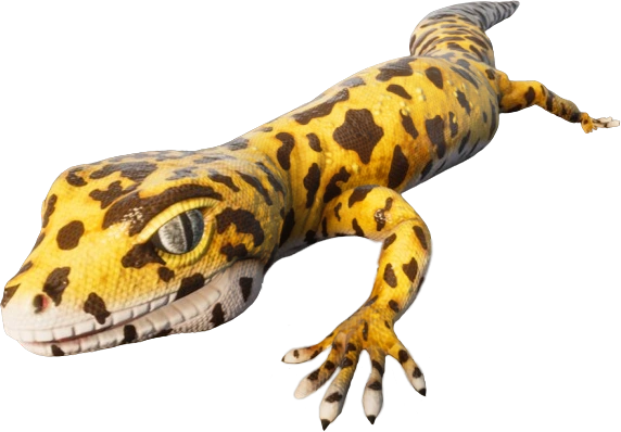 Gecko | Smalland: Survive the Wilds Wiki | Fandom