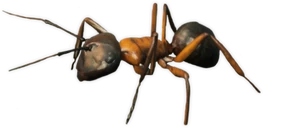 Creatures | Smalland: Survive the Wilds Wiki | Fandom