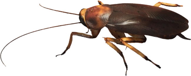 Cockroach | Smalland: Survive the Wilds Wiki | Fandom