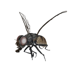 Grey Fly | Smalland: Survive the Wilds Wiki | Fandom