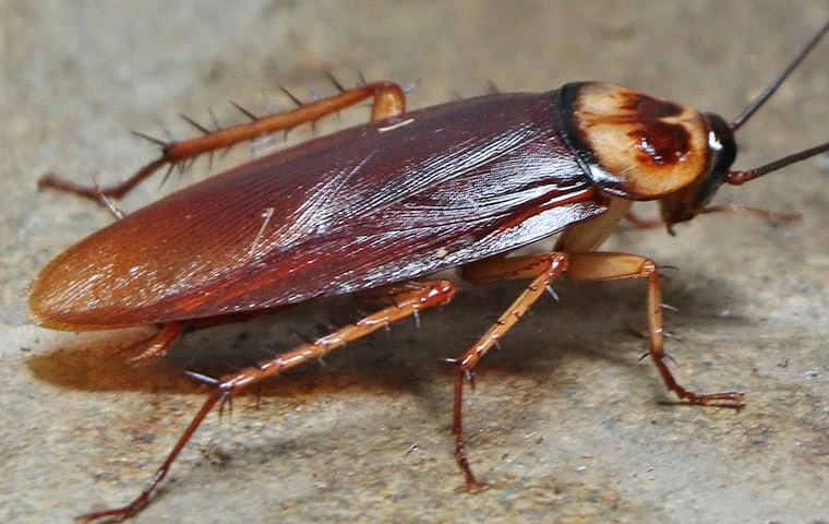 Cockroach | World of Smash Bros Lawl Wiki | Fandom