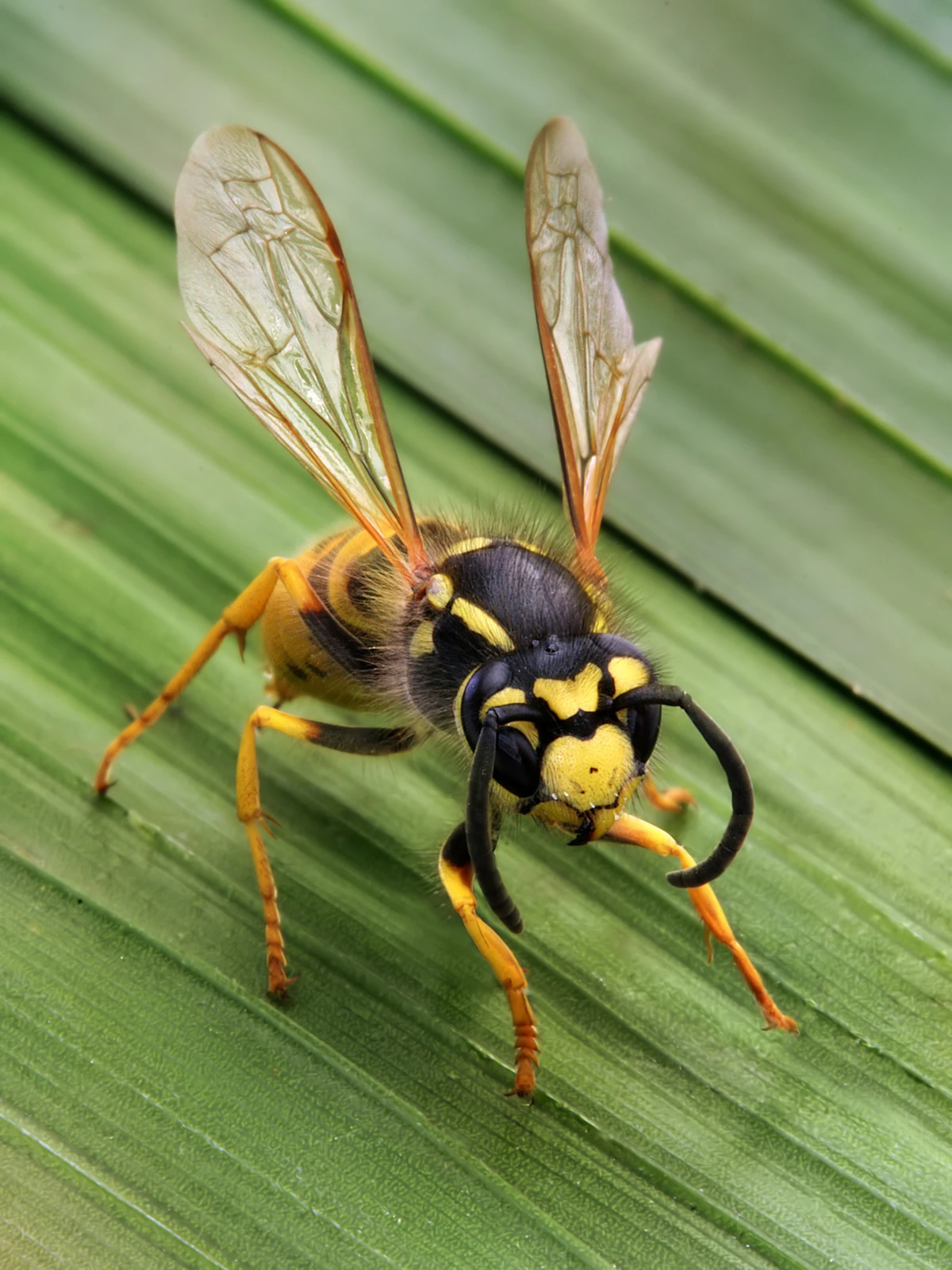 Wasp | World of Smash Bros Lawl Wiki | Fandom