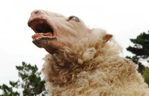 Zombie Sheep | World of Smash Bros Lawl Wiki | Fandom