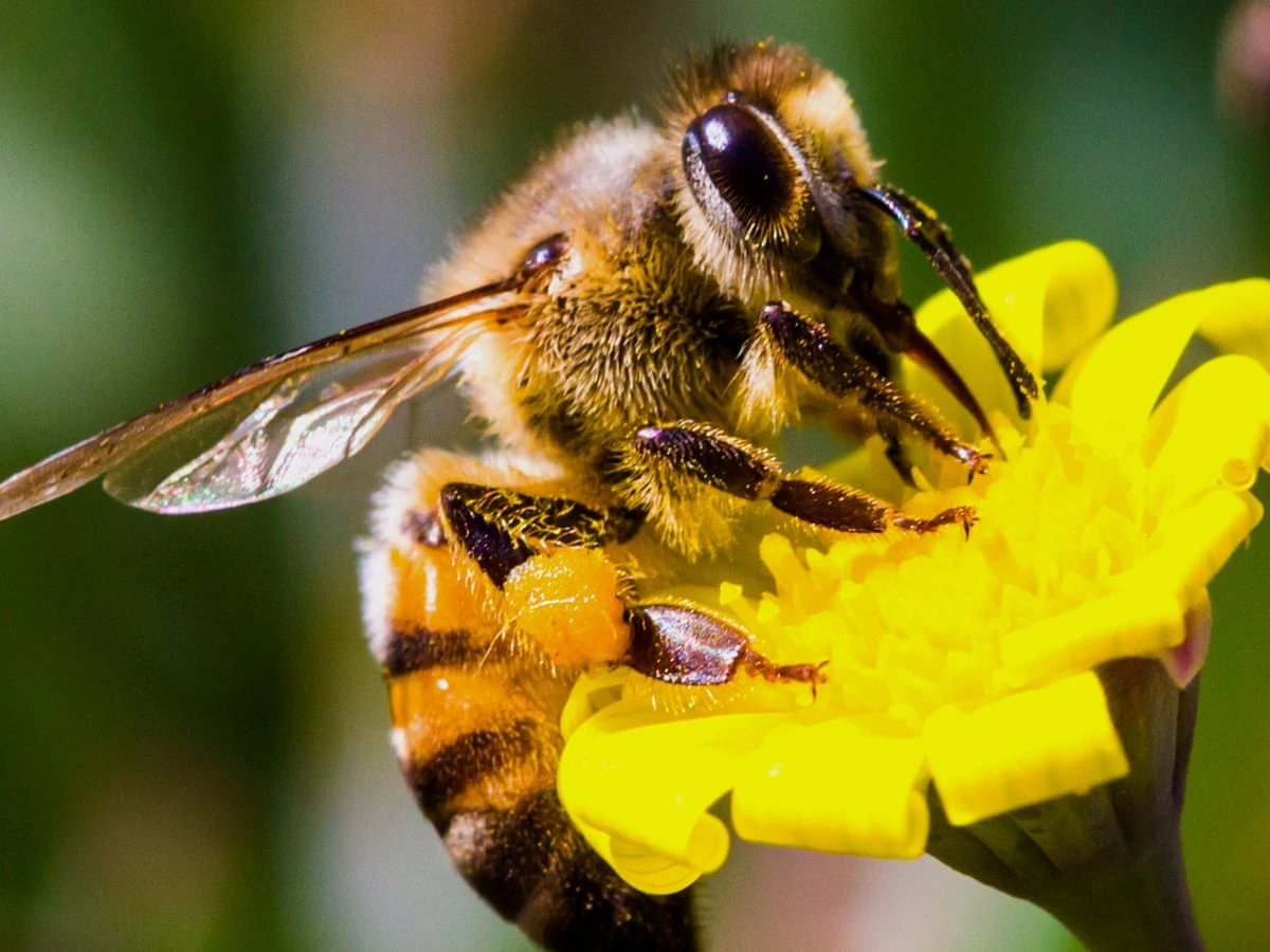 Bee | World of Smash Bros Lawl Wiki | Fandom