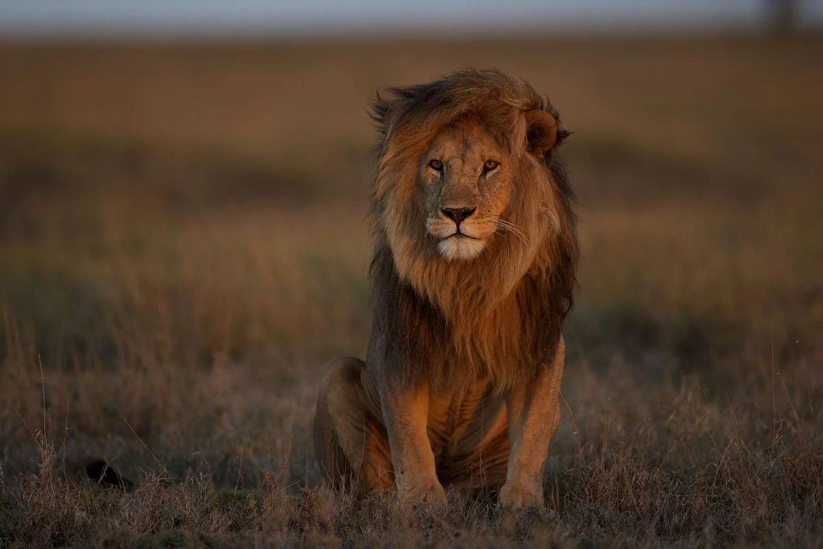 Lion | World of Smash Bros Lawl Wiki | Fandom