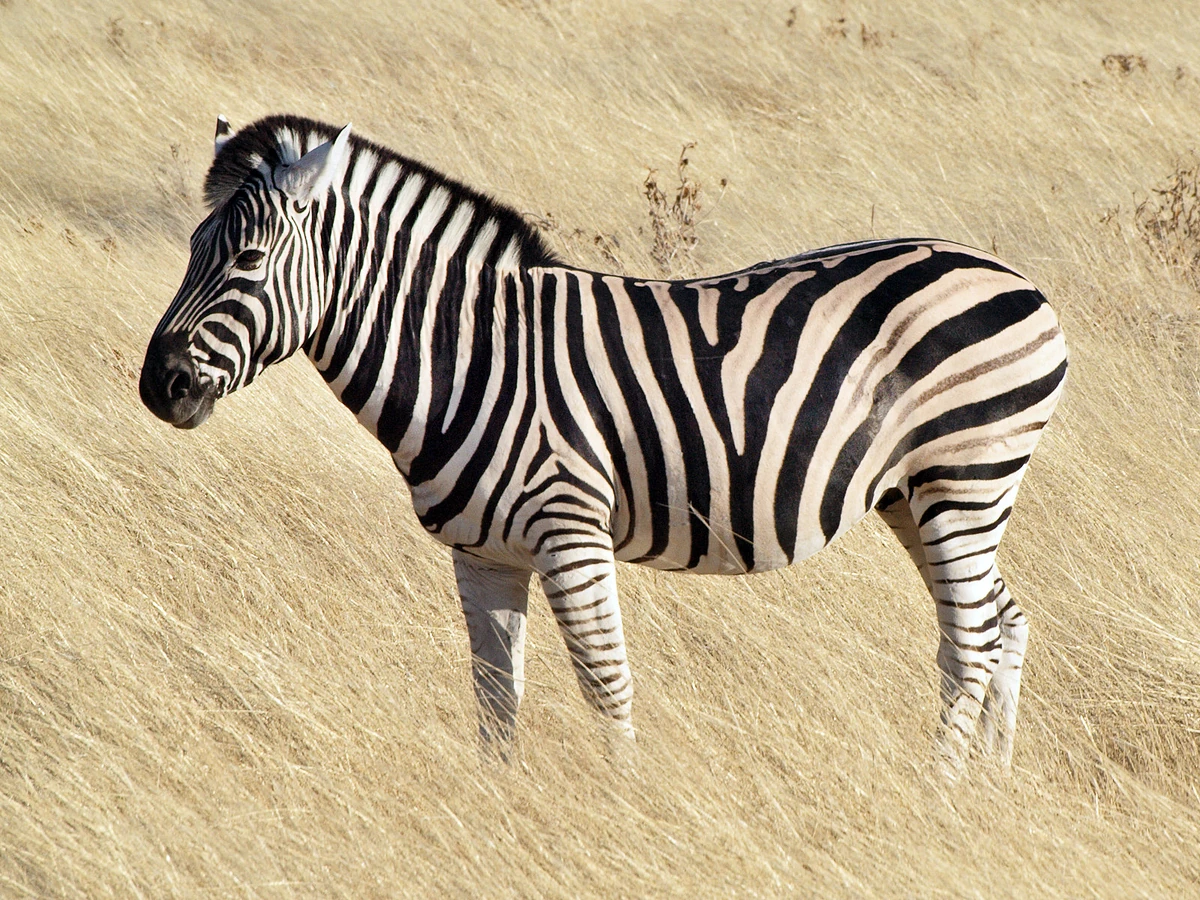 Zebra | World of Smash Bros Lawl Wiki | Fandom