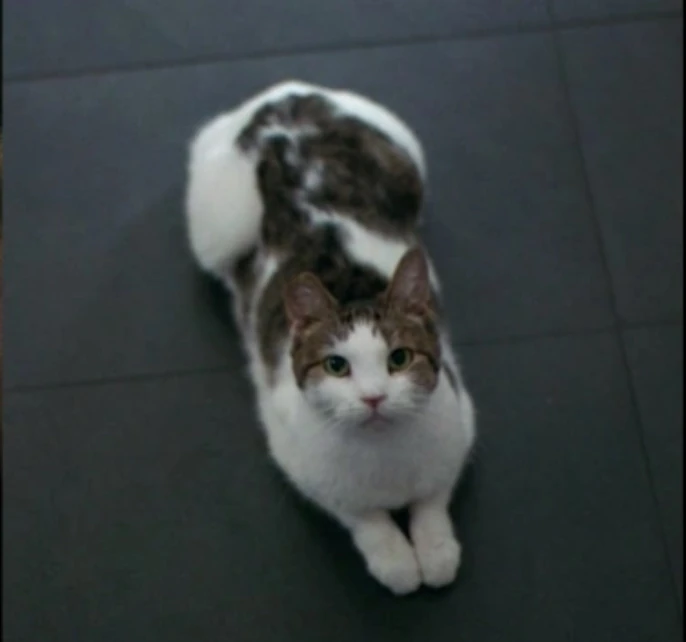 Mustache | Smile Wiki | Fandom