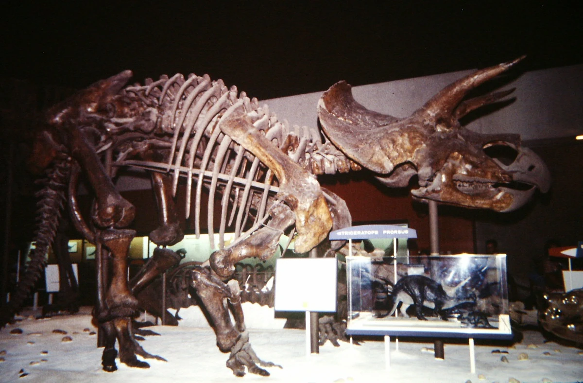Triceratops | Smithsonian Wiki | Fandom