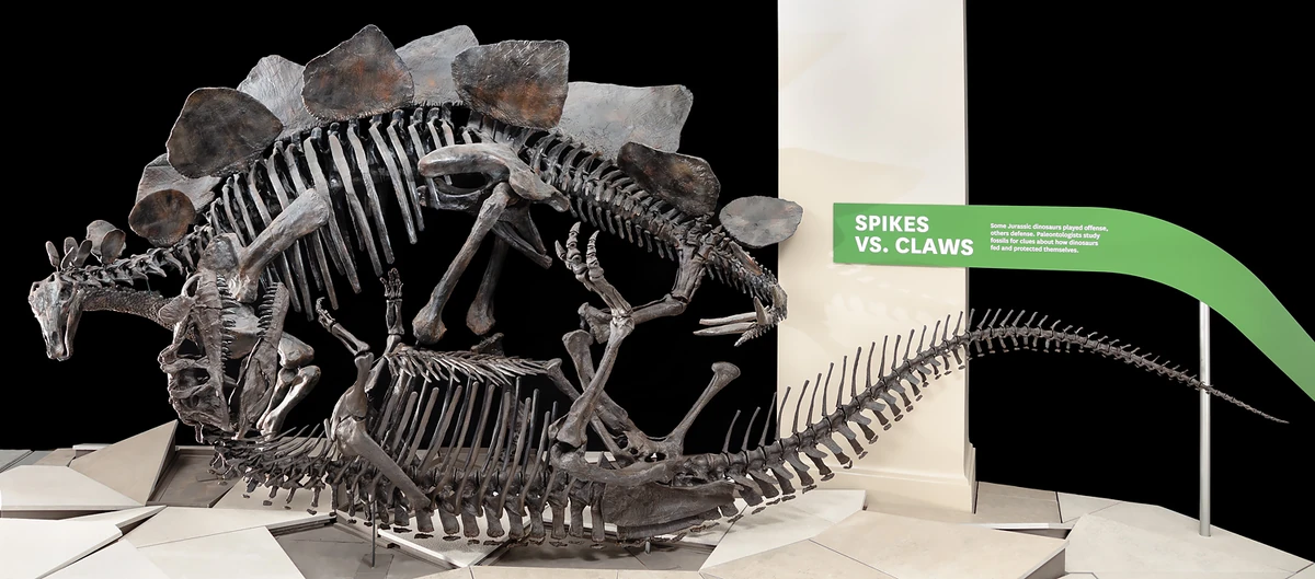 Stegosaurus | Smithsonian Wiki | Fandom