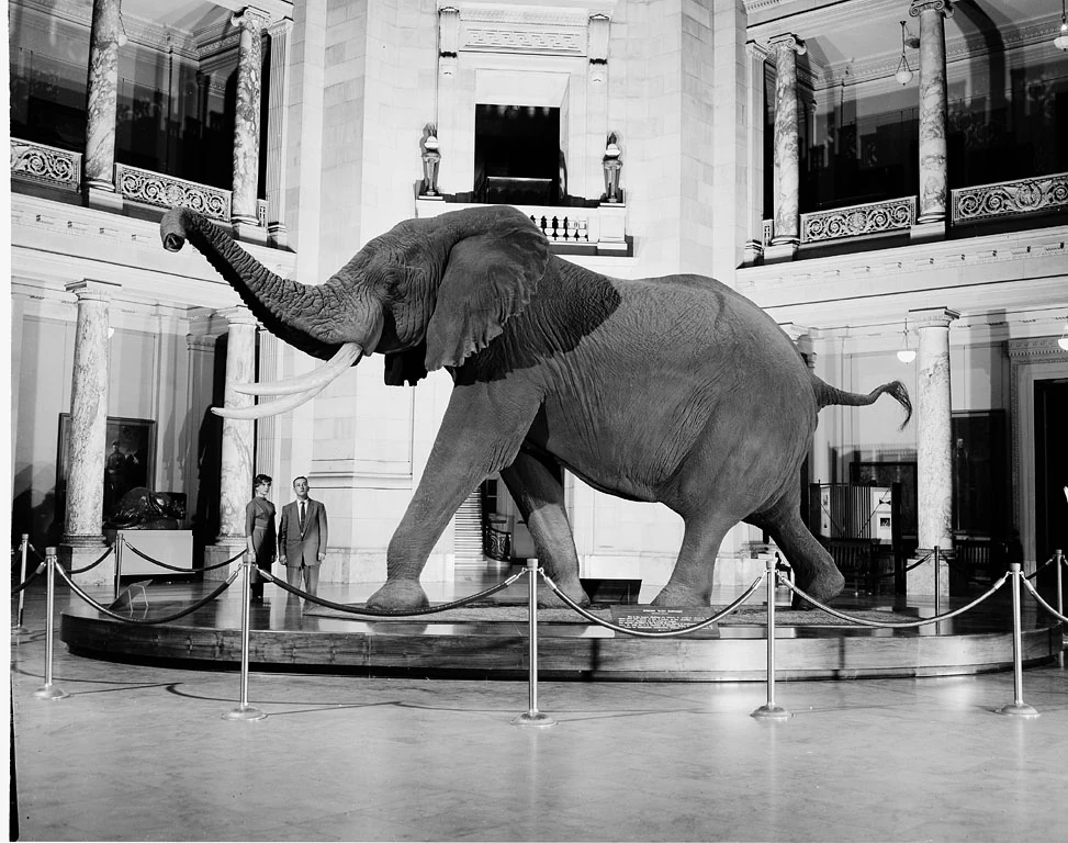 National Museum of Natural History/Gallery | Smithsonian Wiki | Fandom