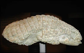 Glyptosaurus | Smithsonian Wiki | Fandom