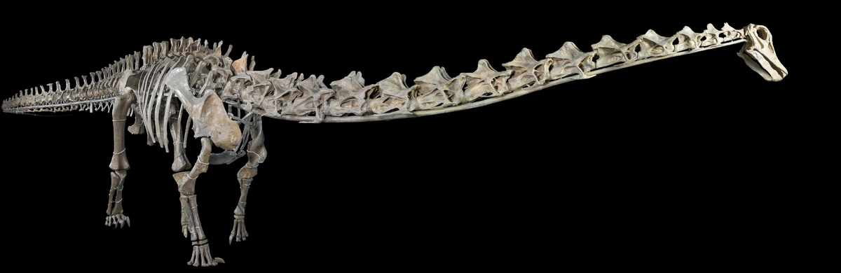 Diplodocus | Smithsonian Wiki | Fandom