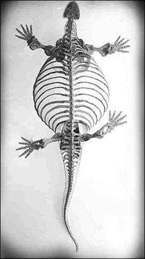 Cotylorhynchus | Smithsonian Wiki | Fandom