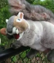 The Squirrel | SML Villains Wiki | Fandom