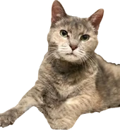 Precious | SML Wiki | Fandom