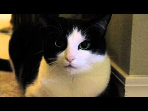 Cute Cats | SML Wiki | Fandom