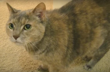 Precious | SML Wiki | Fandom