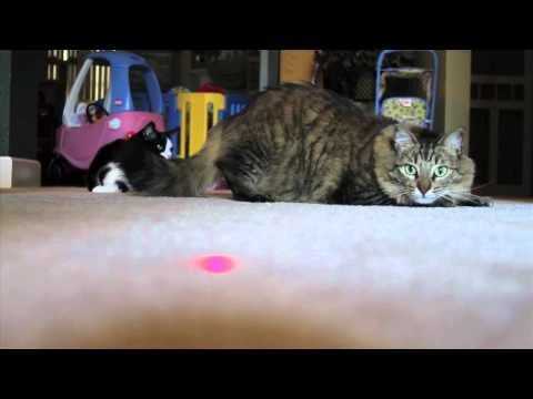 Cute Cats Playing | SML Wiki | Fandom