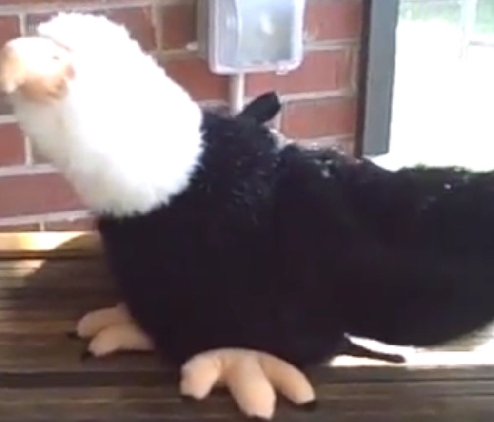 Eagle | SML Wiki | Fandom