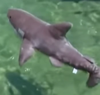 The Shark | SML Wiki | Fandom